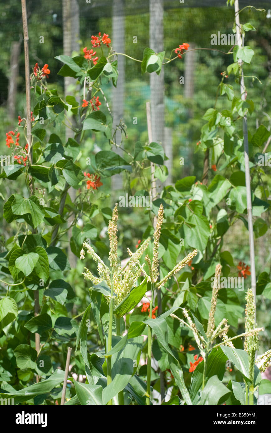 Vegetable patch and flower hi-res stock photography and images - Alamy