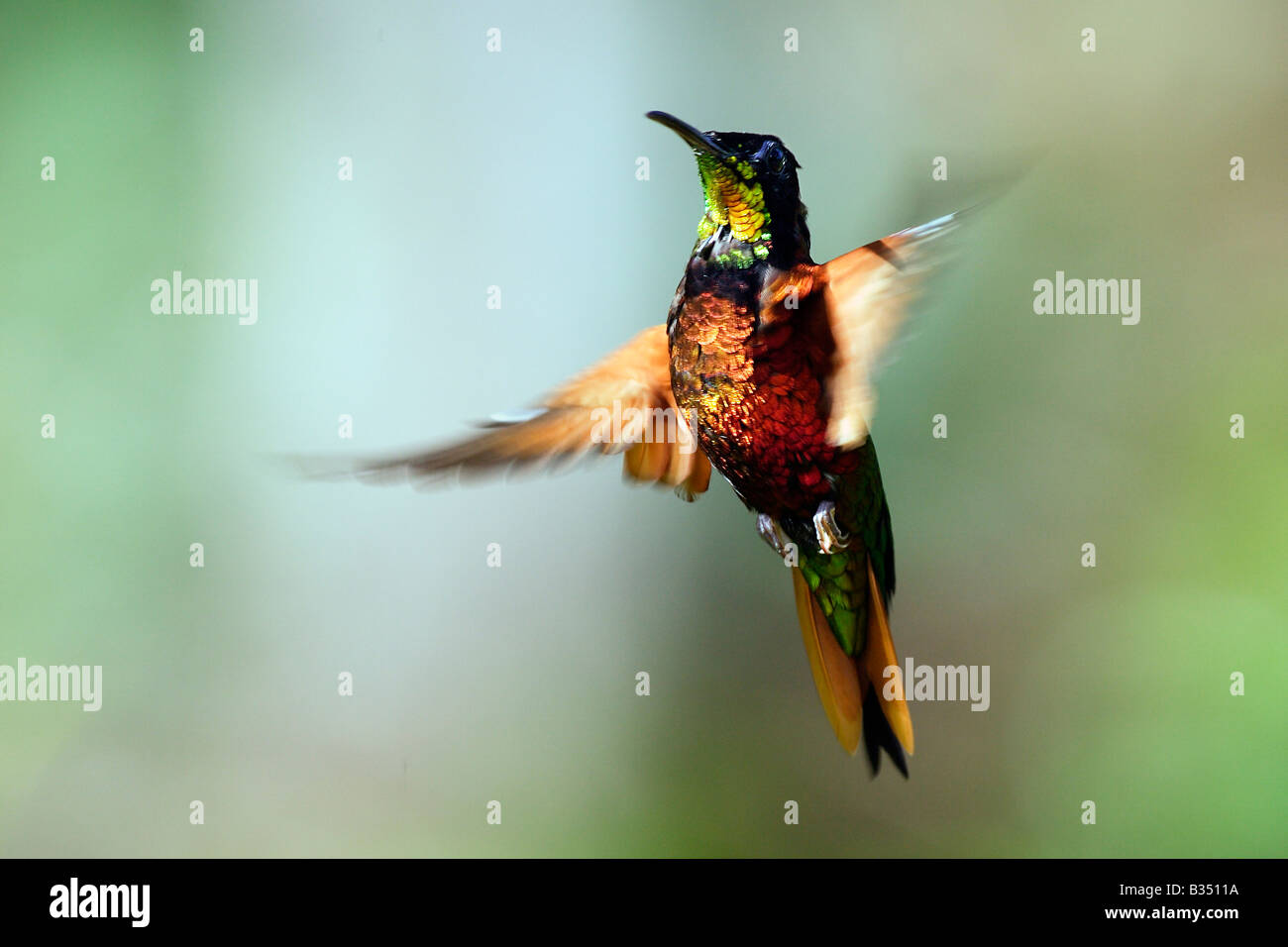 Crimson Topaz (Topaza pella), male eclipse plumage flying Stock Photo ...