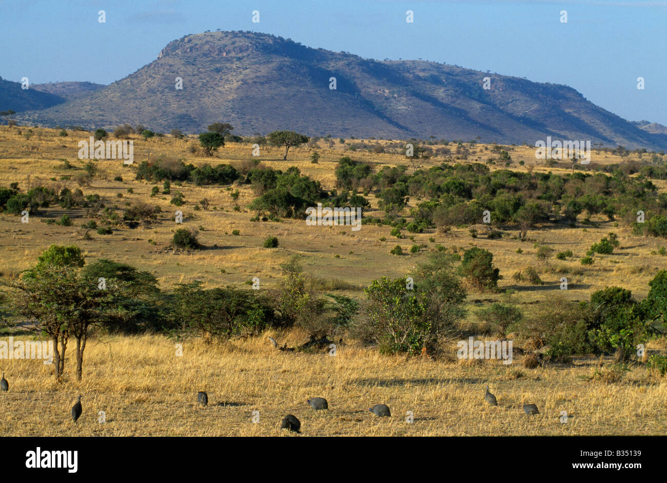 Kenya, Masai Mara. Helmeted guinea fowl (Numida meleagris Stock Photo ...