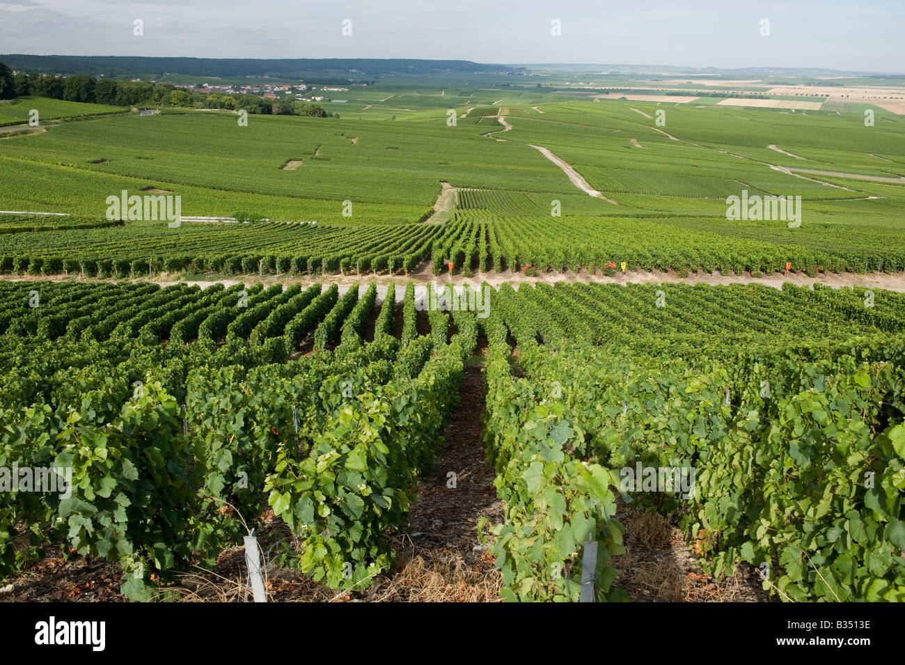Montagne de reims north facing vineyards hi-res stock photography and ...