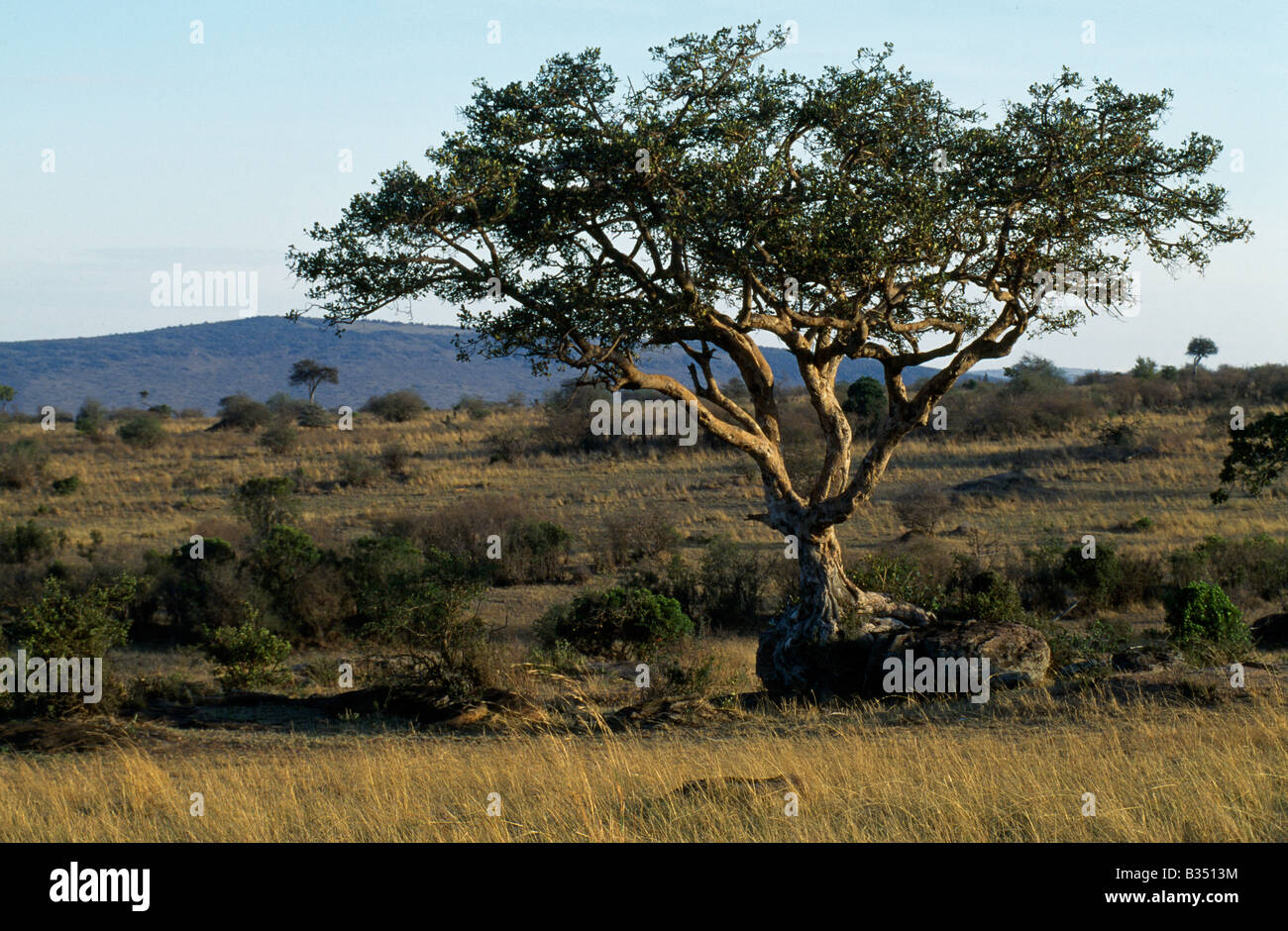 Wild fig tree and kenya hi-res stock photography and images - Alamy