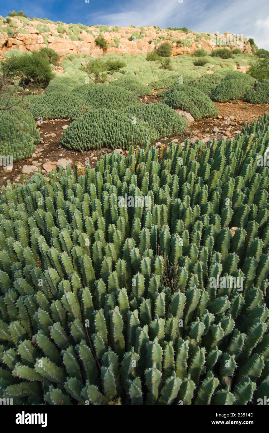 Resin spurge Euphorbia resinifera in a slope of the low Atlas range ...