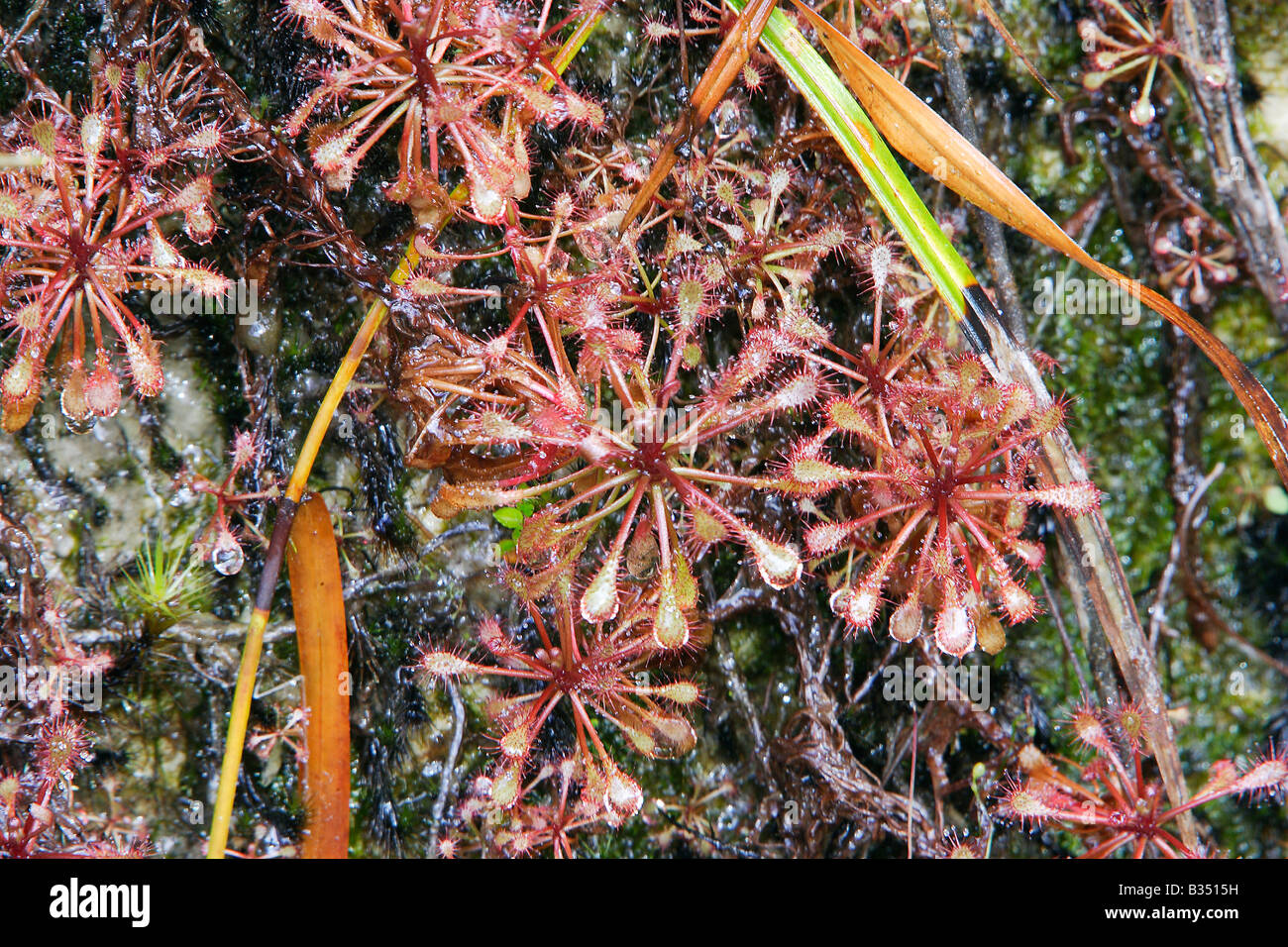 Sundew (Drosera roraimae), plants seen from above Stock Photo - Alamy