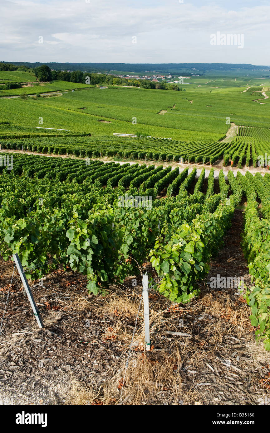 Montagne de reims north facing vineyards hi-res stock photography and ...