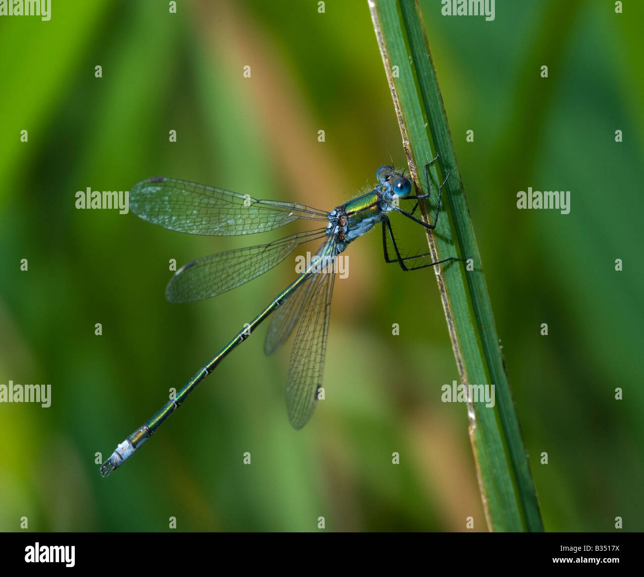 Emerald Damselfly (Lestes sponsa), male Stock Photo - Alamy