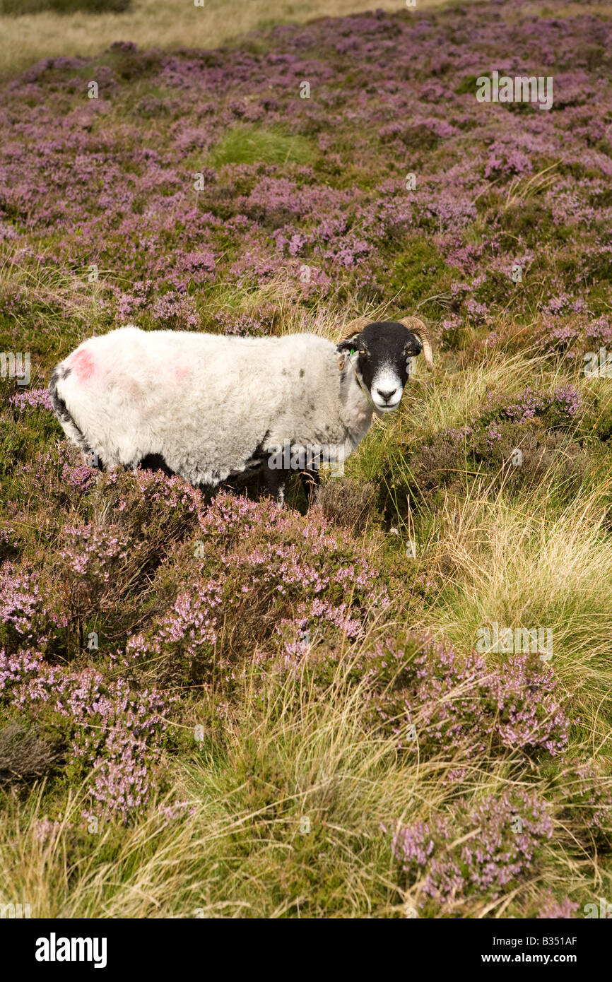 Sheep in purple heather Stock Photo - Alamy