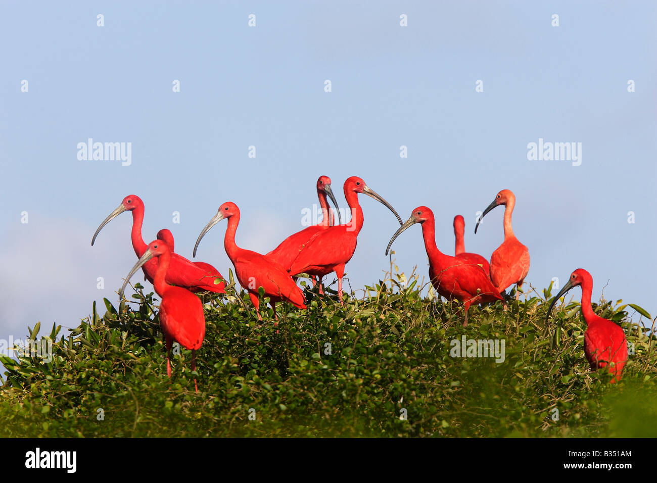 Scarlet ibis eudocimus ruber group hi-res stock photography and images ...