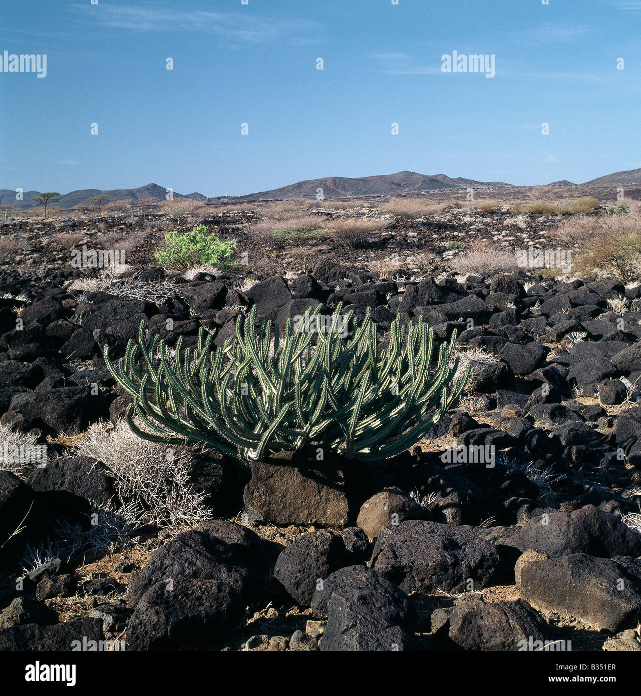 Kenya, Turkana, Sirima. Euphorbia shrubs and small 'wait-a-bit' thorn ...