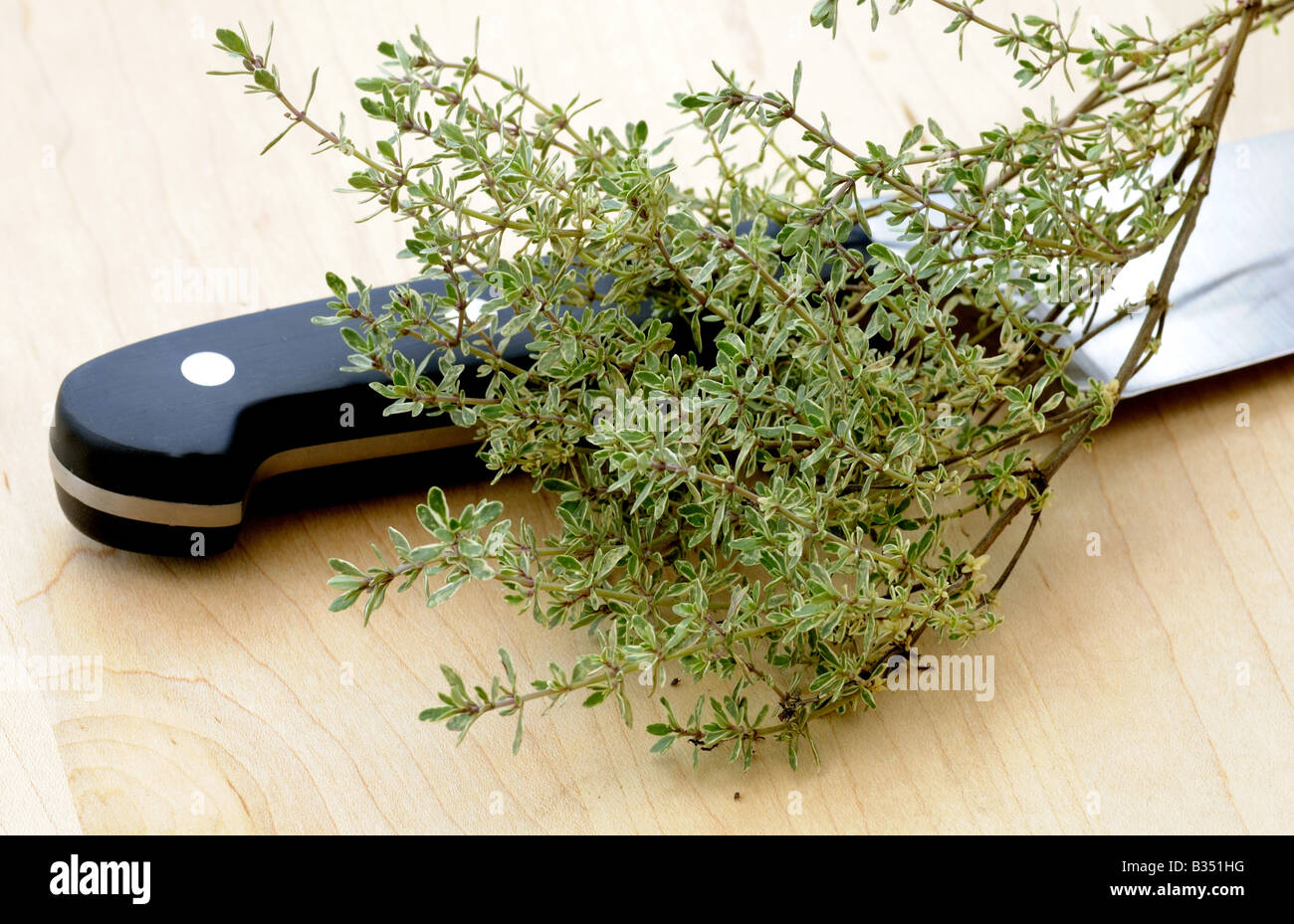 CULINARY HERBS HERB THYME Thymus vulgaris One of the most popular herbs ...
