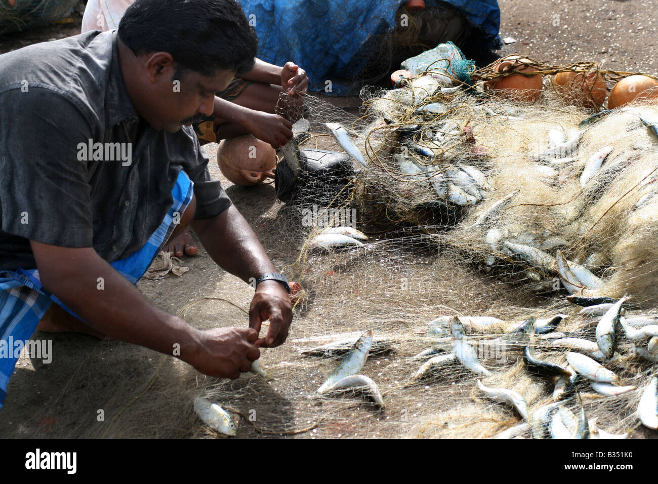 Fishemen at a fish market seperating sardines from the net Stock Photo ...