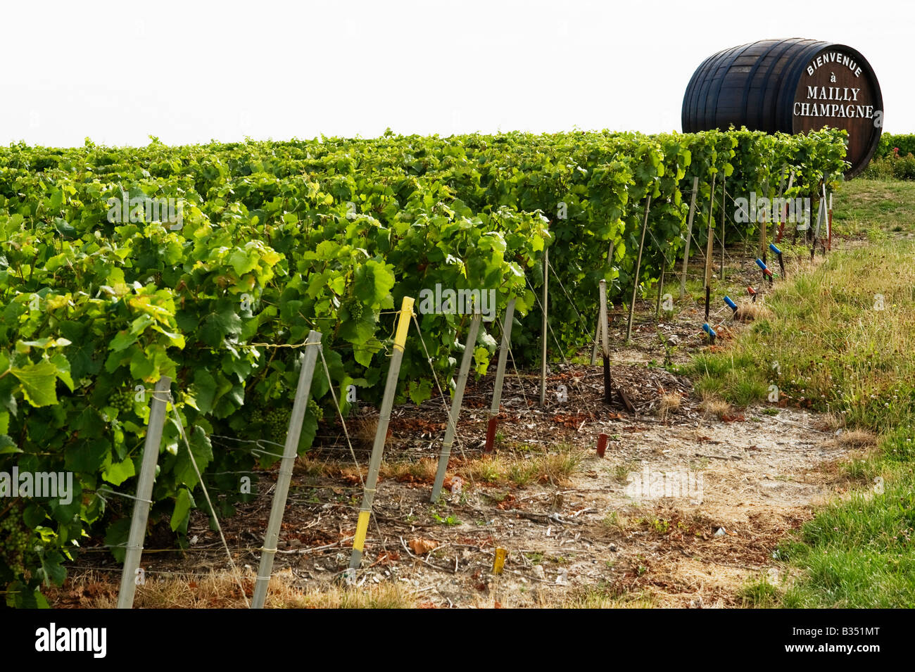 Champagne mailly hi-res stock photography and images - Alamy