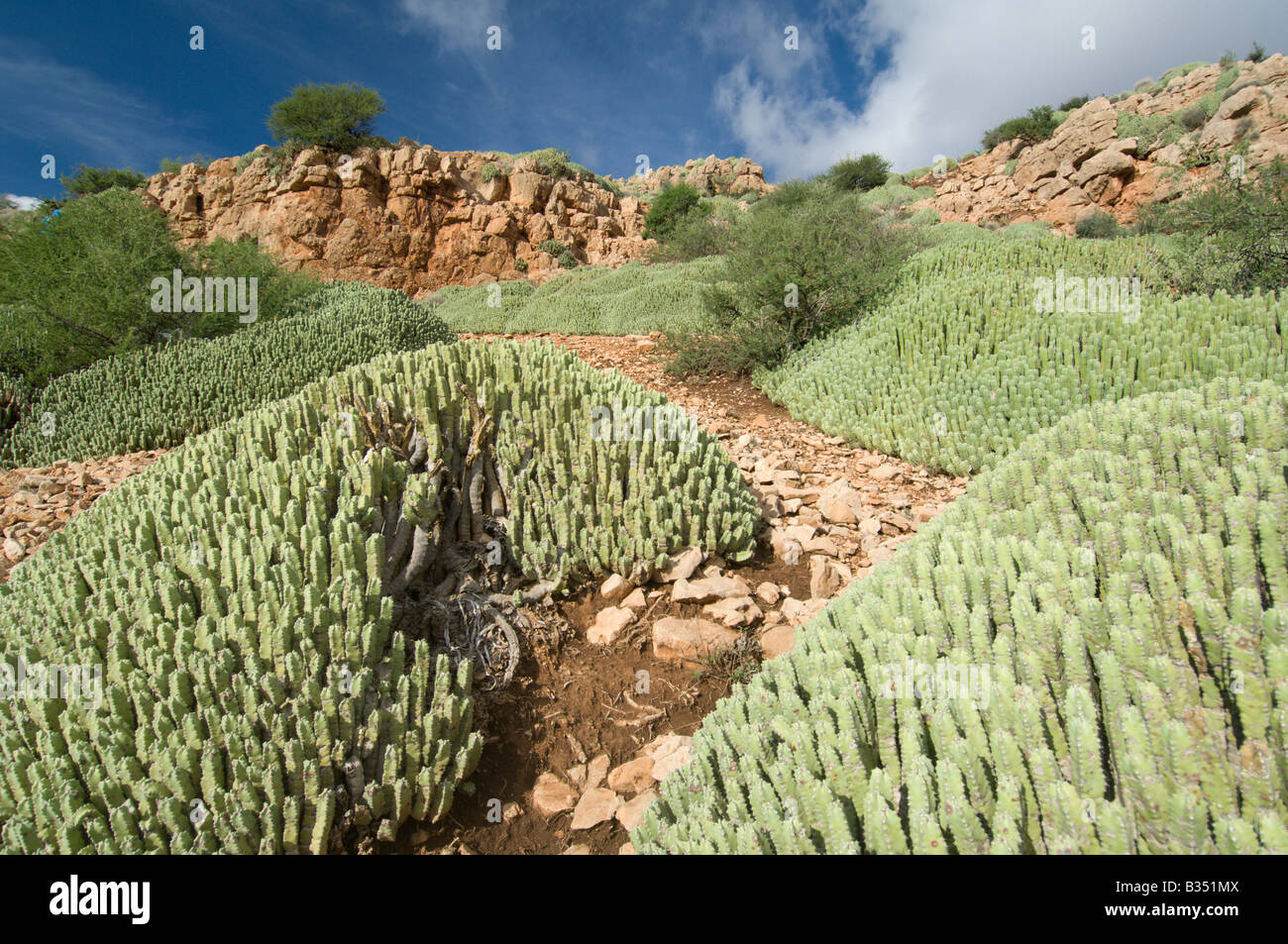 Resin spurge Euphorbia resinifera in a slope of the low Atlas range ...