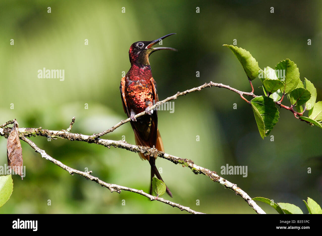 Crimson topaz hi-res stock photography and images - Alamy
