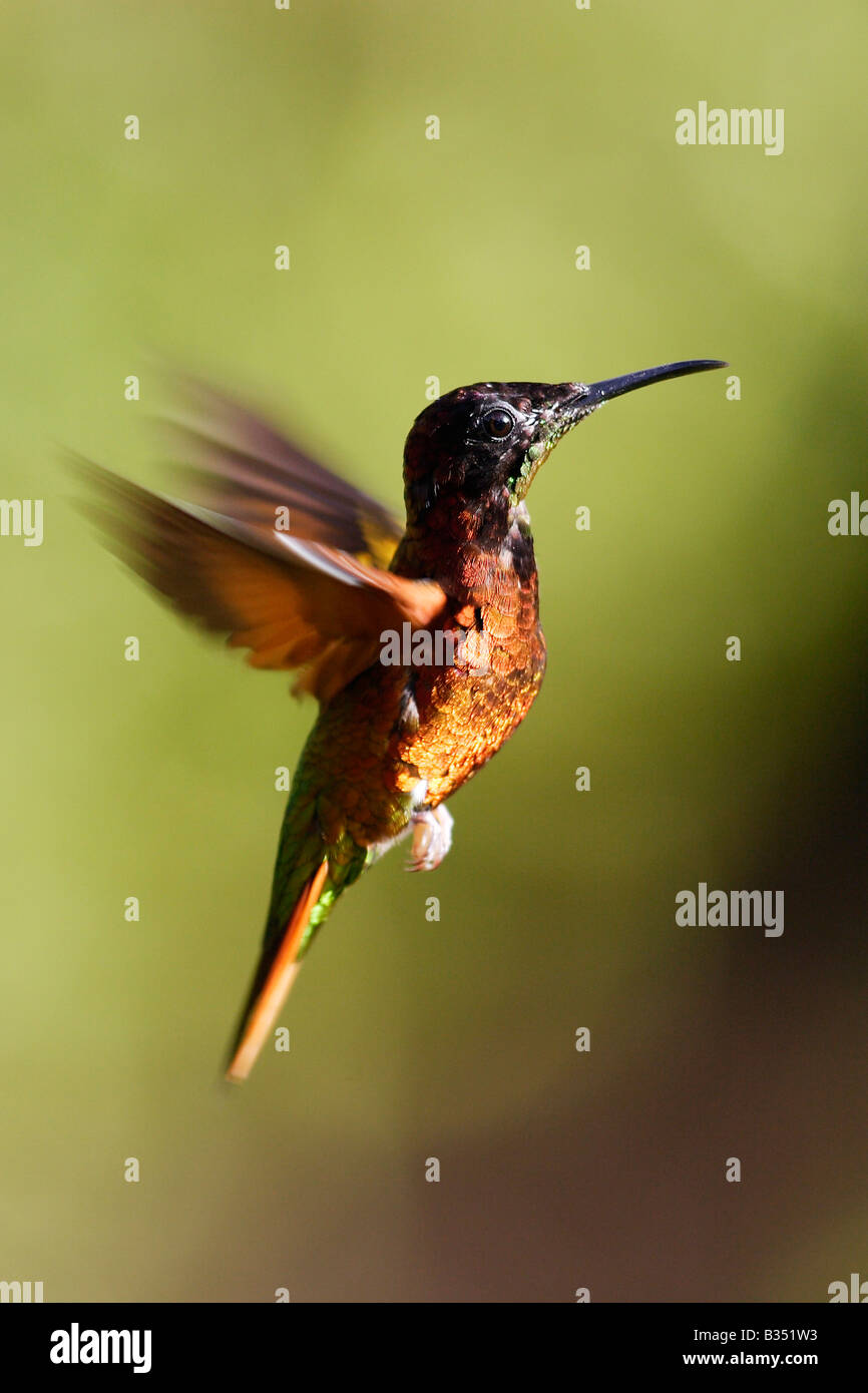 Crimson Topaz (Topaza pella), male eclipse plumage flying Stock Photo ...