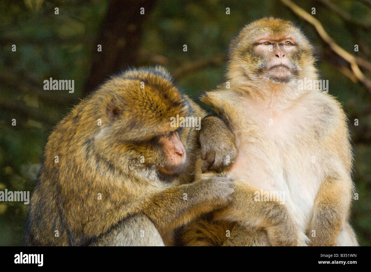 Barbary Macaque (Macacca sylvanus) in the cedar forest, Ifrane natural ...