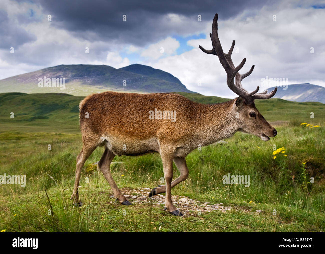 A red deer stag Cervus Elaphus in the Scottish Highlands, Lochaber ...