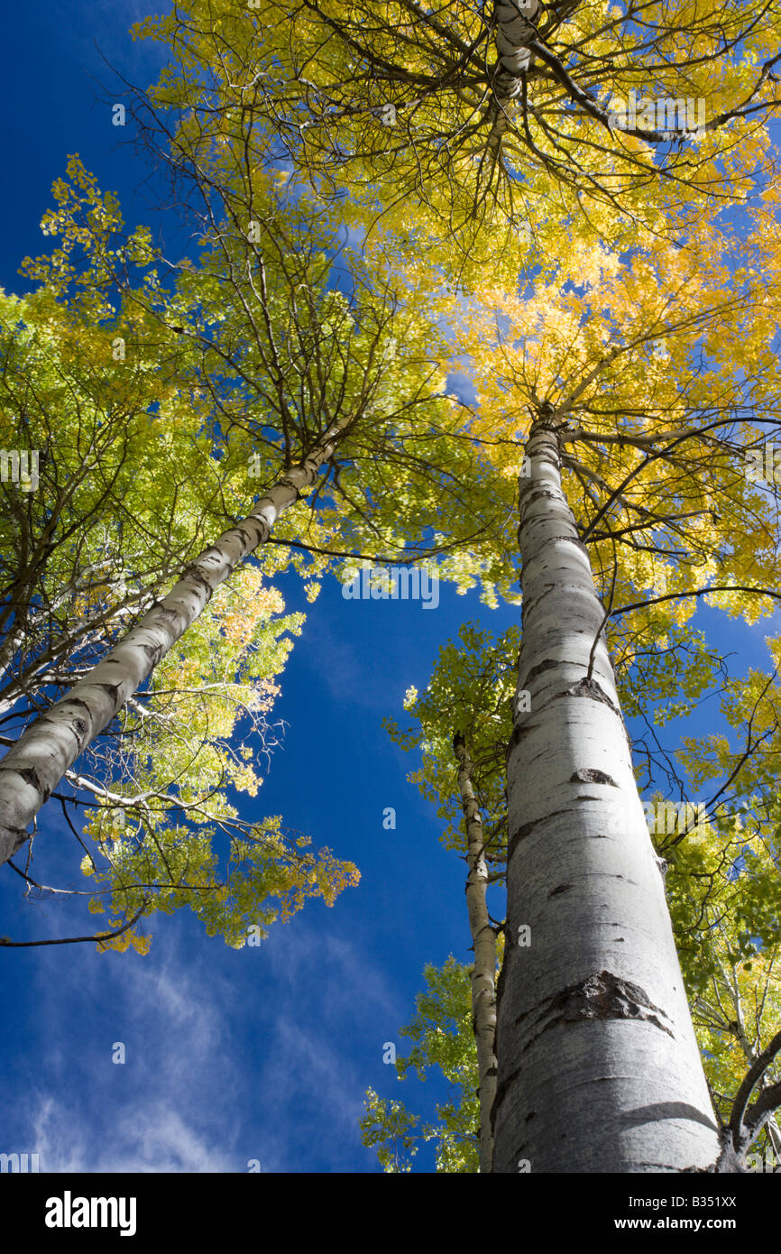 Tremble tremble populus tremuloides hi-res stock photography and images ...