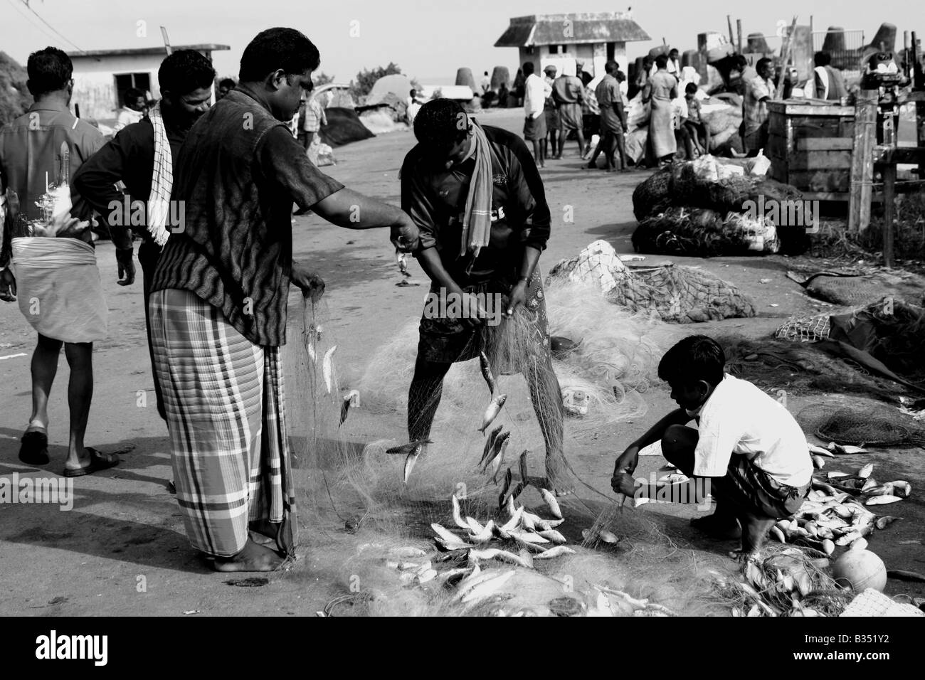 Fishemen at a fish market seperating sardines from the net Stock Photo ...