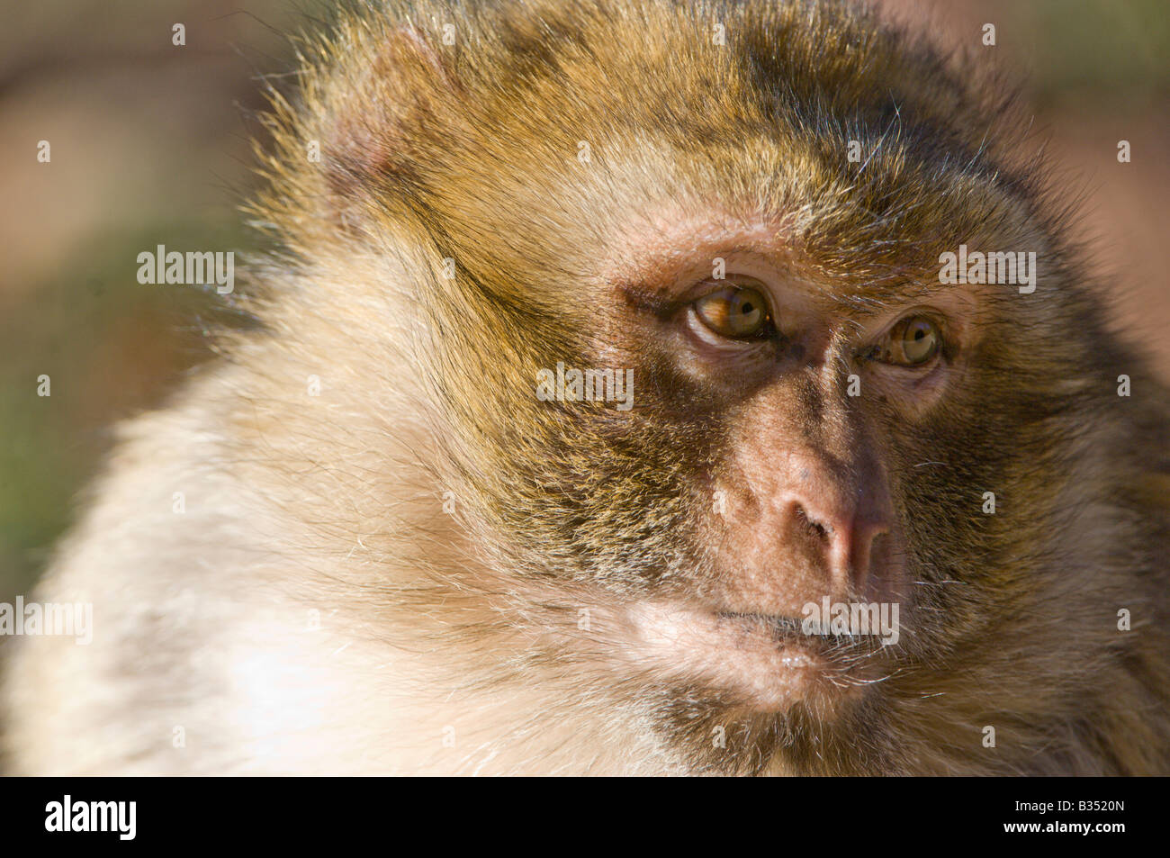 Macacca hi-res stock photography and images - Alamy