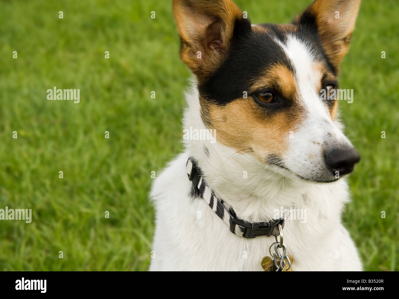 Rat terrier dog hi-res stock photography and images - Alamy