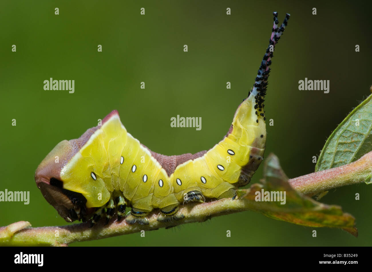 Puss moth hi-res stock photography and images - Alamy