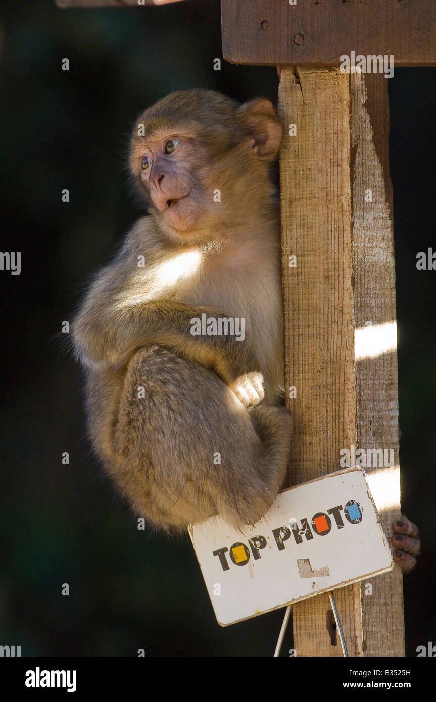 Macacca hi-res stock photography and images - Alamy