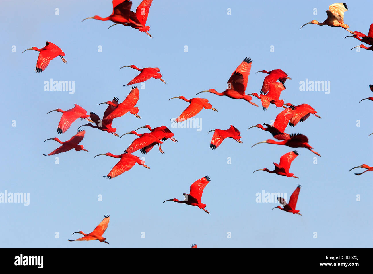 Scarlet Ibis (Eudocimus ruber), flock in flight Stock Photo - Alamy
