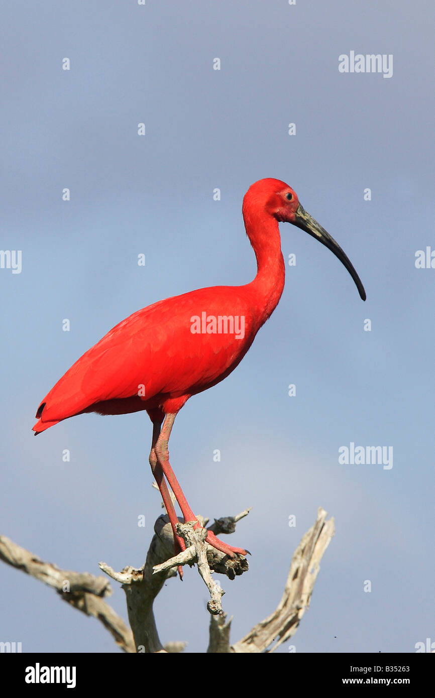 Dead ibis hi-res stock photography and images - Alamy