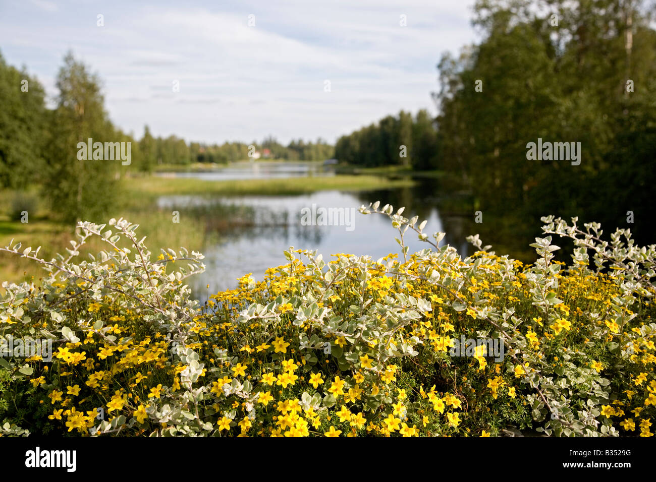 Yellow flowers blooming on bridge parapet , Finland Stock Photo - Alamy