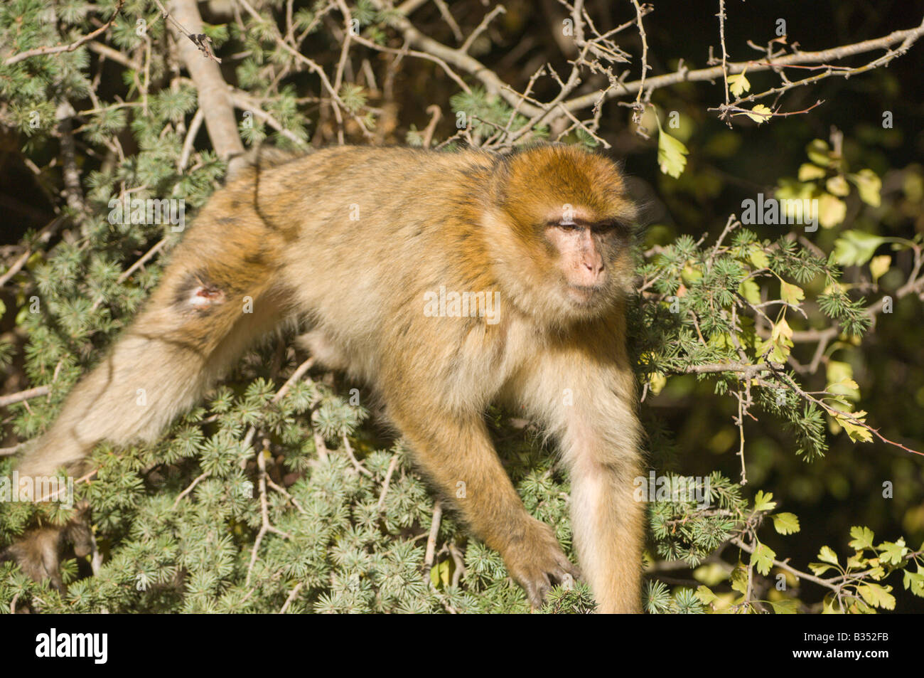 Barbary Macaque (Macacca sylvanus) in the cedar forest, Ifrane natural ...
