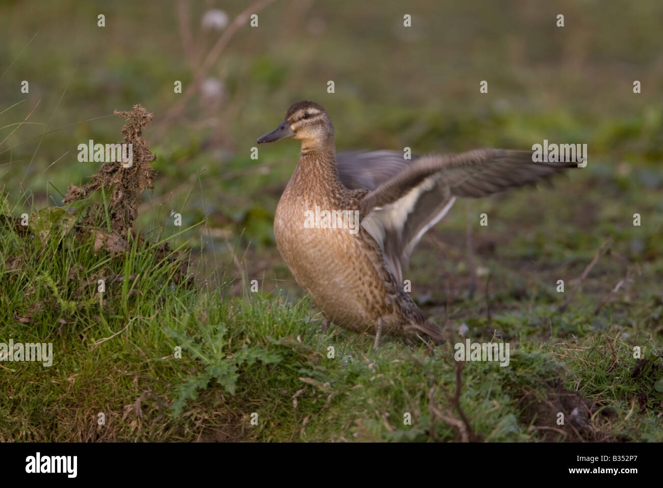 Garganey juvenile hi-res stock photography and images - Alamy
