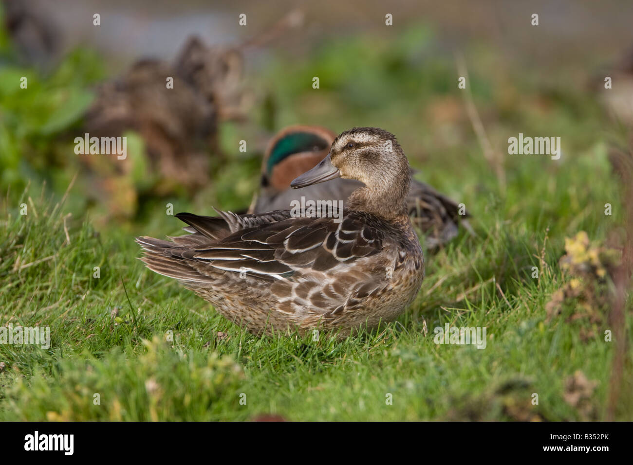 Garganey juvenile hi-res stock photography and images - Alamy