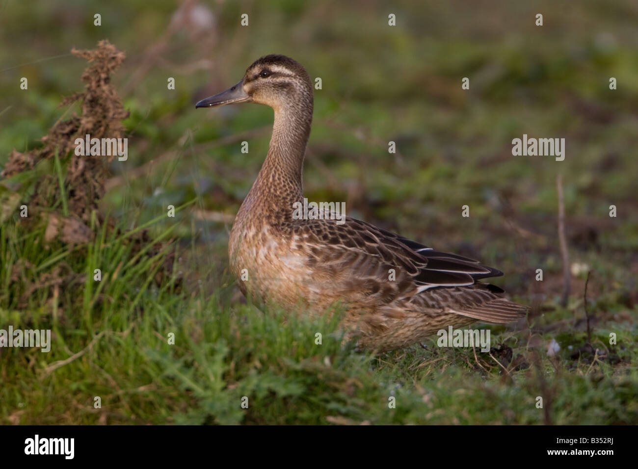 Garganey juvenile hi-res stock photography and images - Alamy