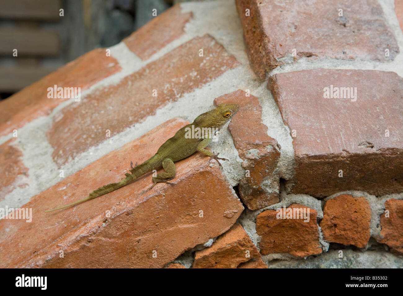 Small Gecko lizard on the caribbean island of St John in the US Virgin ...