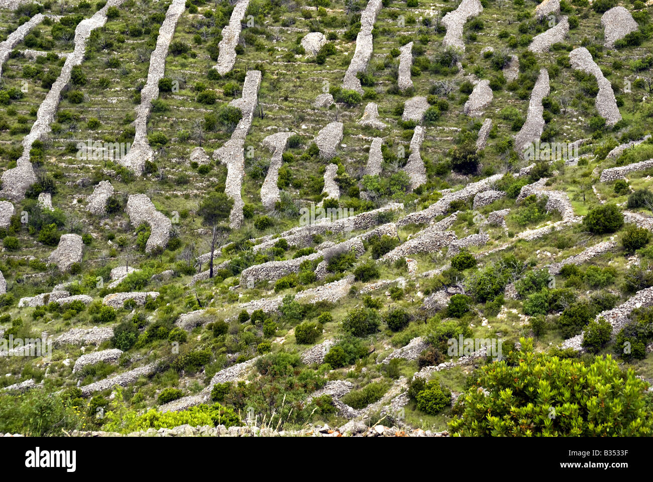 Hvar island fields divided by stone walls Stock Photo - Alamy