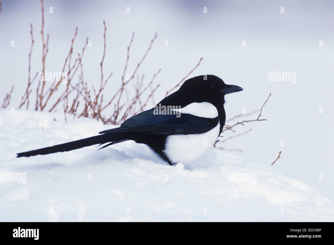Black Billed Magpie In Alaska