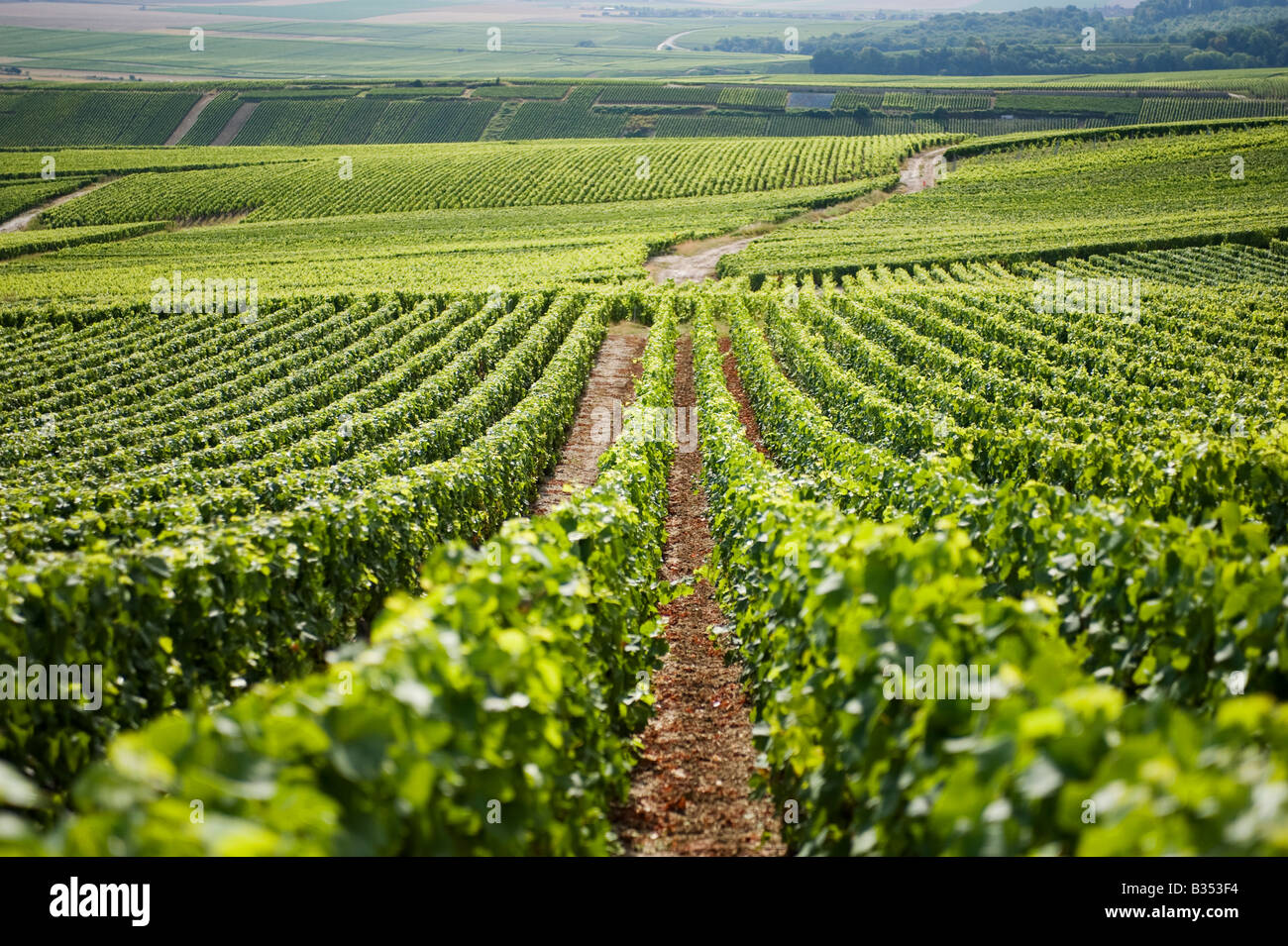 Montagne de reims north facing vineyards hi-res stock photography and ...