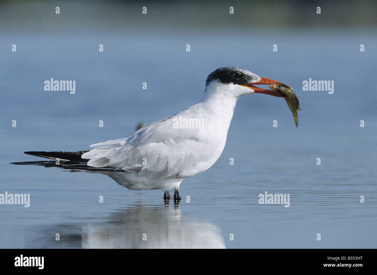 Caspian white fish hi-res stock photography and images - Alamy
