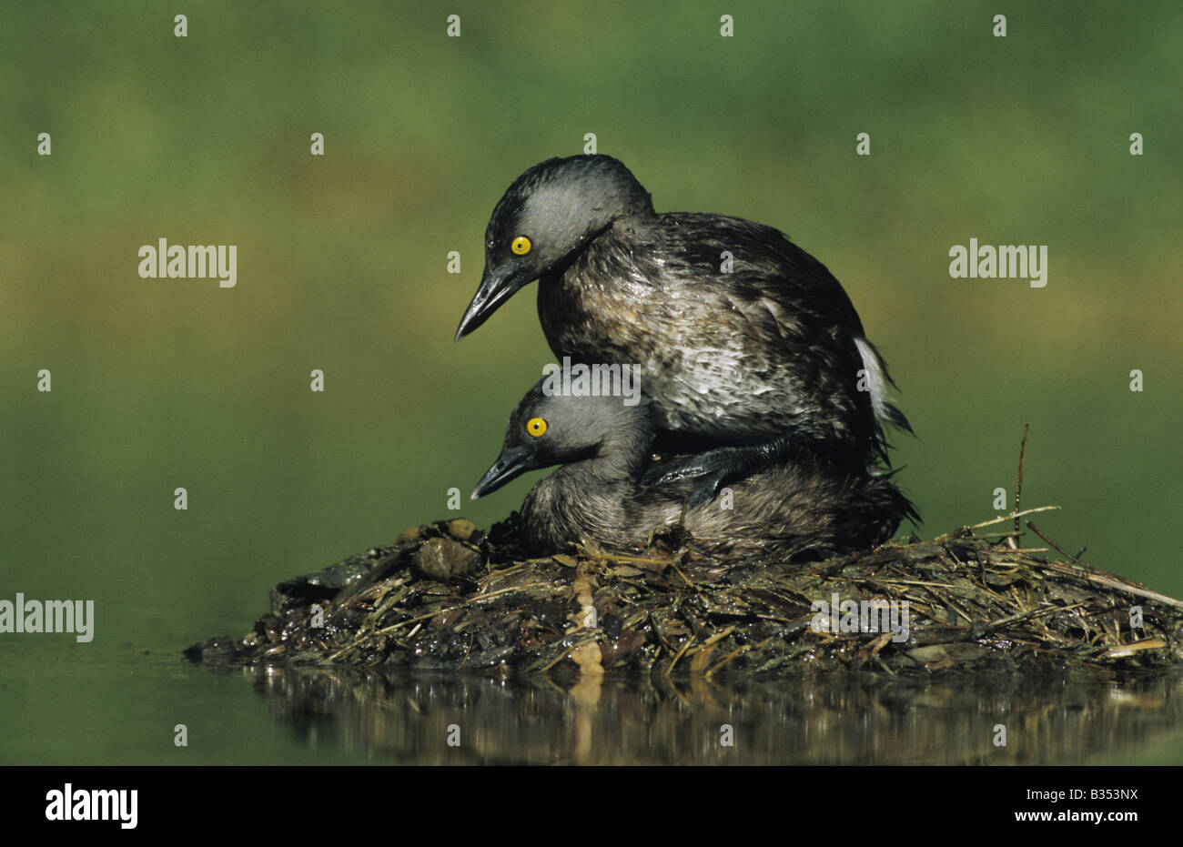 Least Grebe Tachybaptus dominicus pair mating on nest Starr County Rio ...