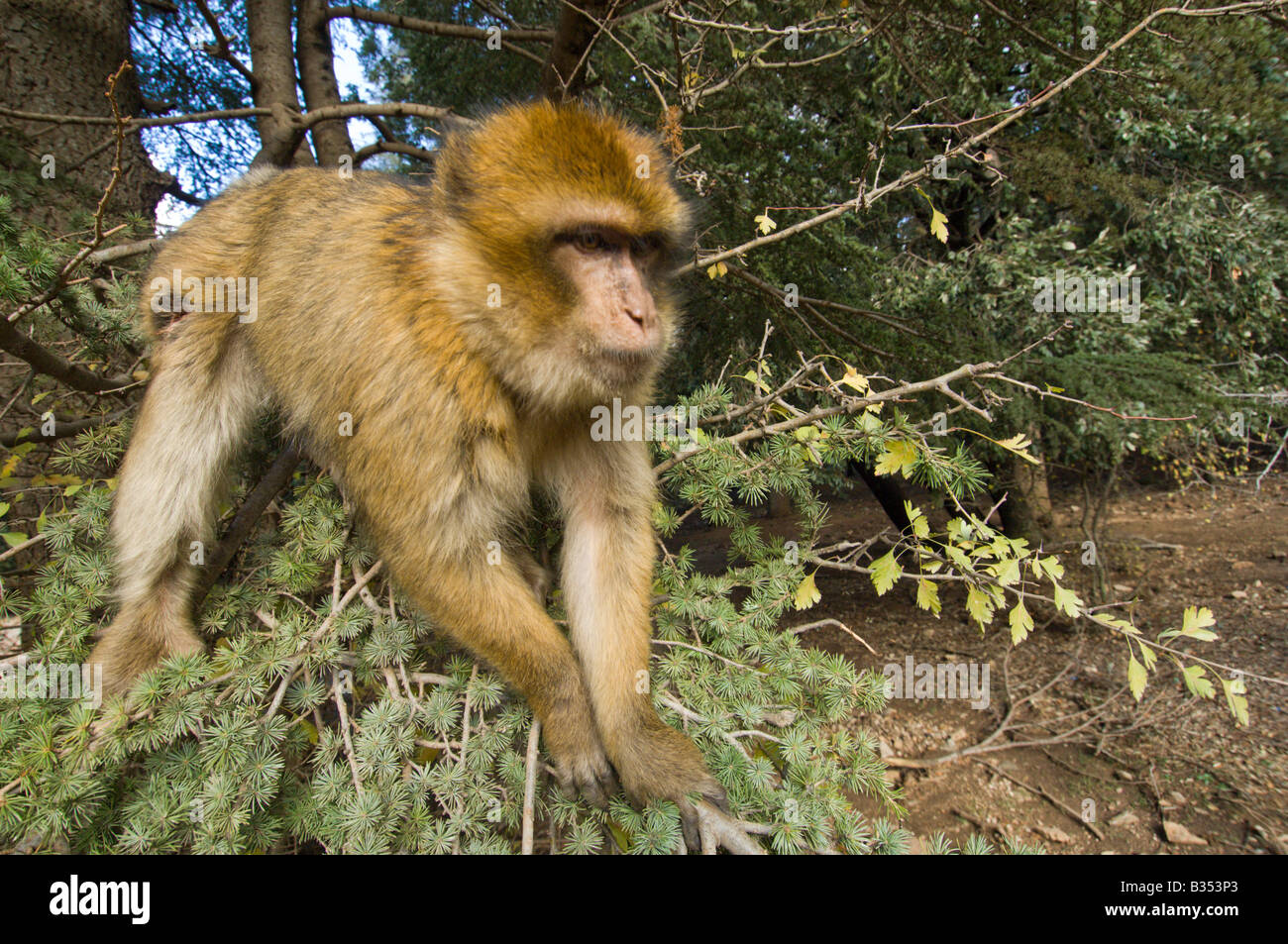 Barbary Macaque (Macacca sylvanus) in the cedar forest, Ifrane natural ...