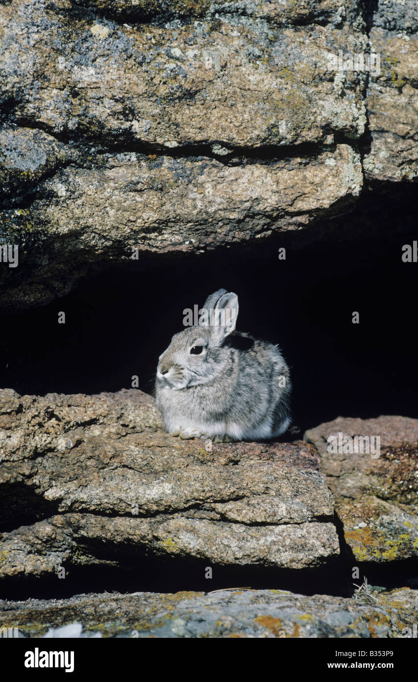Mountain cottontails hi-res stock photography and images - Alamy