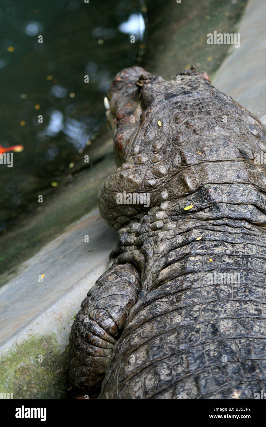 Resting crocodile hi-res stock photography and images - Alamy
