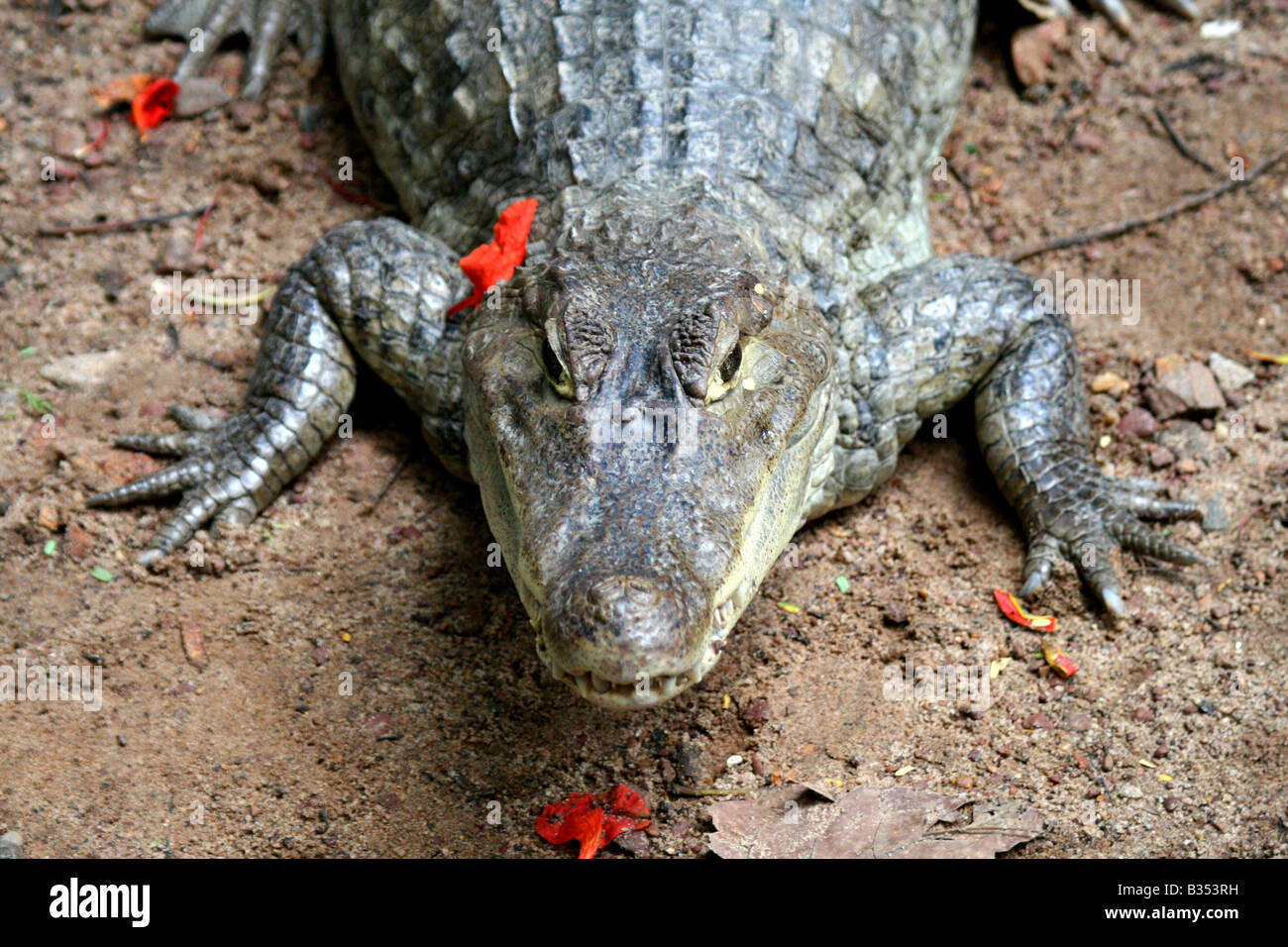Crocodile resting on sand Stock Photo - Alamy