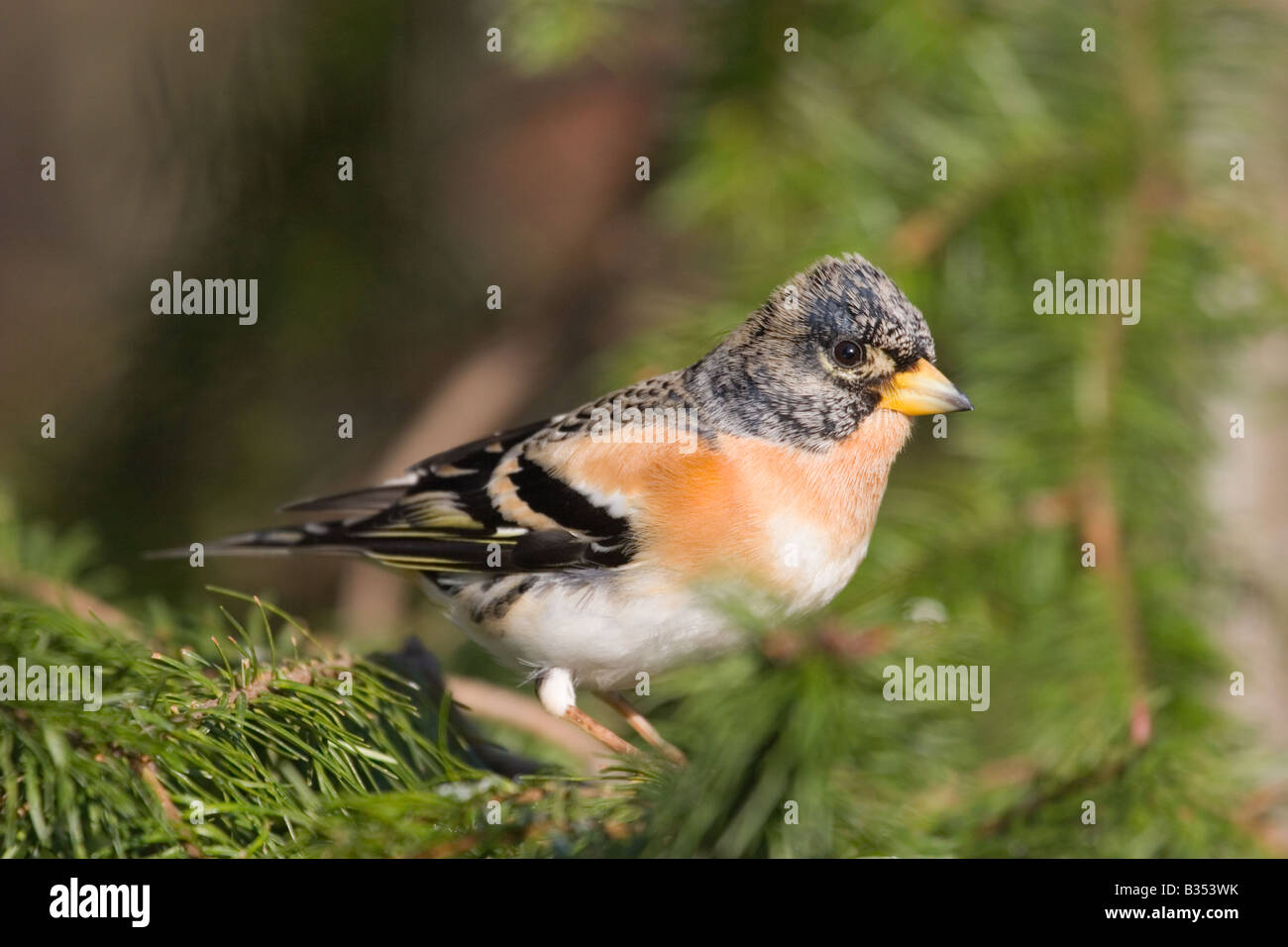Brambling High Resolution Stock Photography and Images - Alamy
