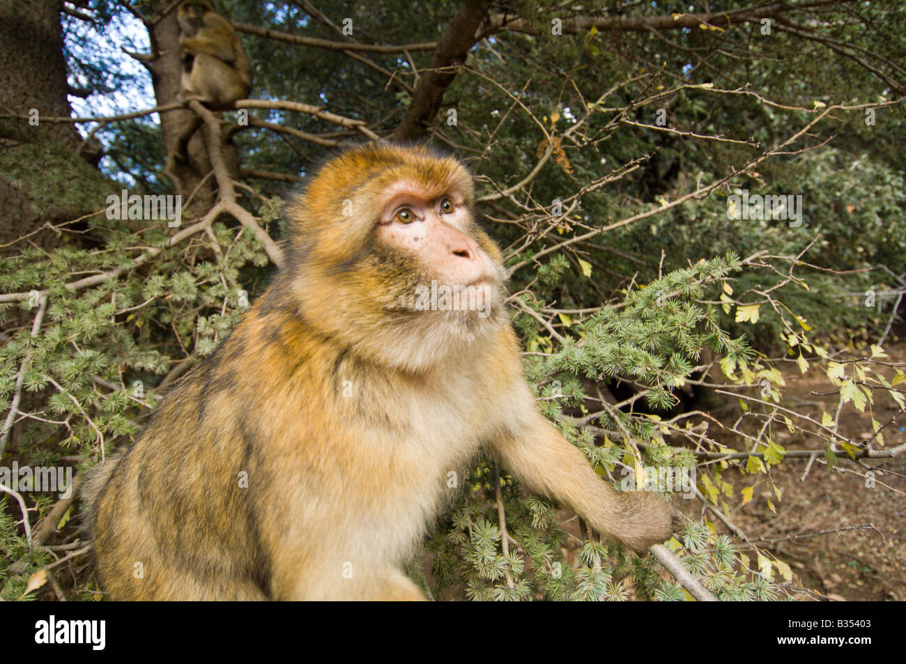 Barbary Macaque (Macacca sylvanus) in the cedar forest, Ifrane natural ...