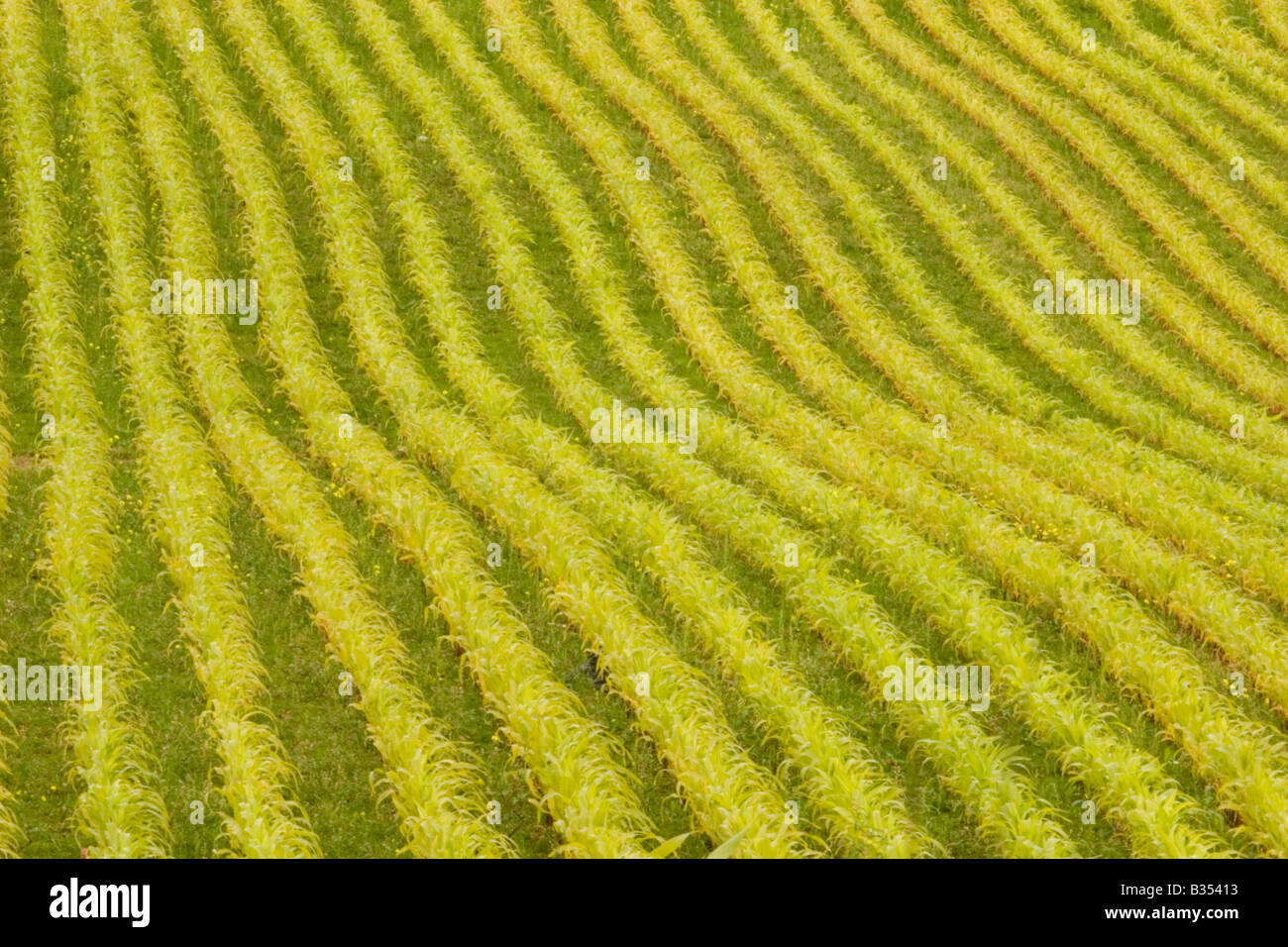 Field of young corn on the cob plants, England UK Stock Photo - Alamy