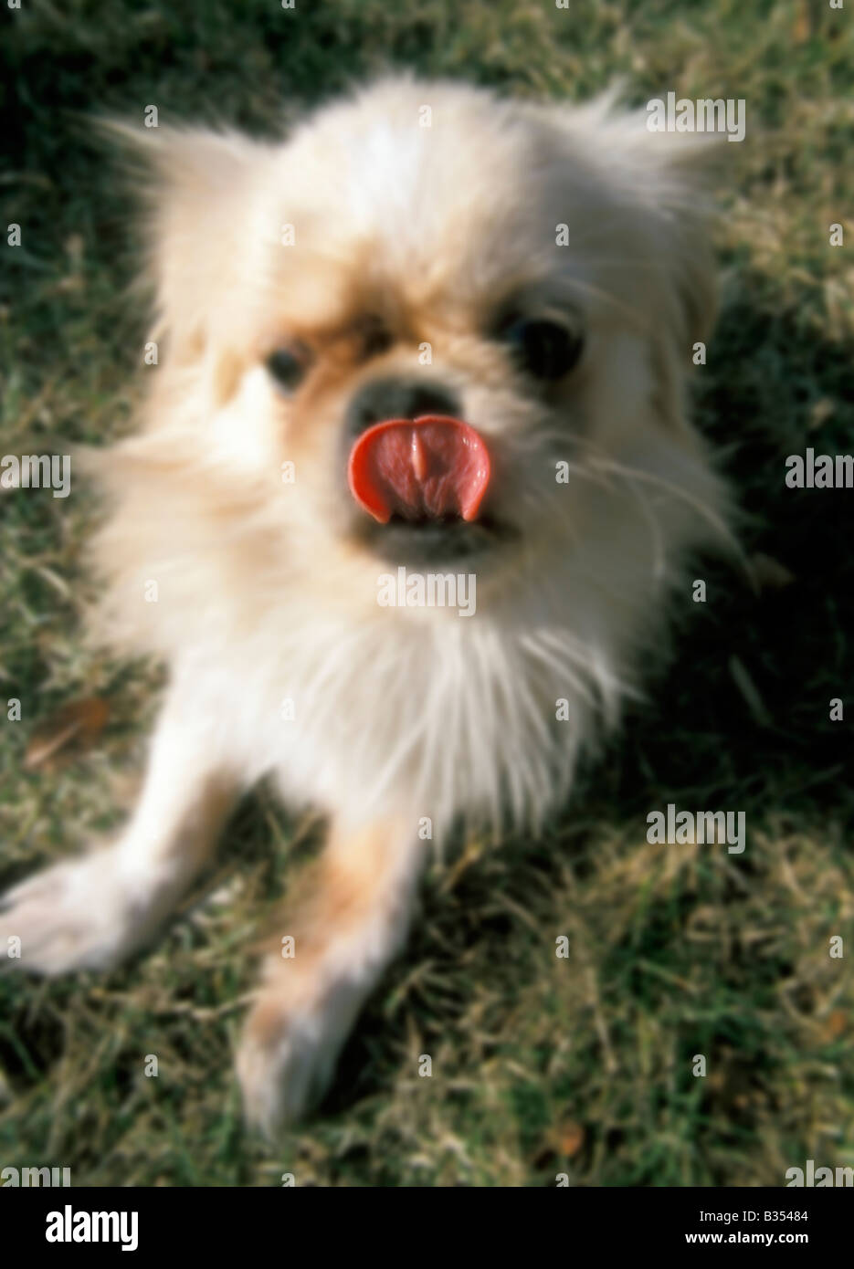 Dog licking itself hi-res stock photography and images - Alamy