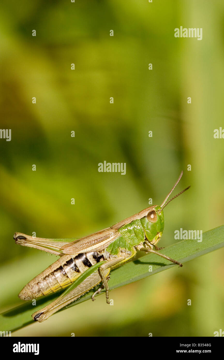 The field grasshopper (Chorthippus brunneus) England UK Stock Photo - Alamy
