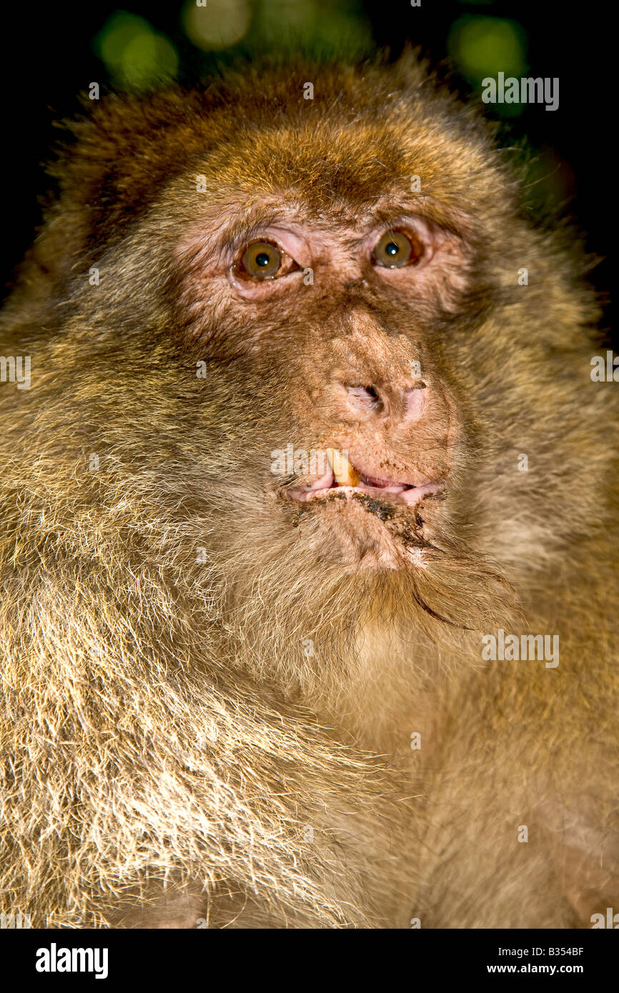 Old Barbary Macaque monkey from France Alsace Kintzheim Stock Photo - Alamy