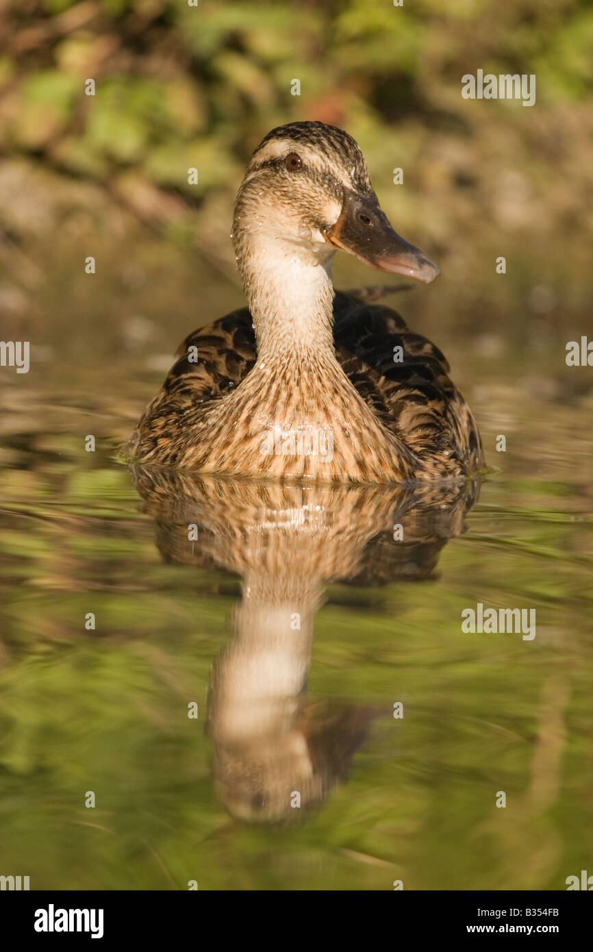 Female mallard duck, England, UK Stock Photo - Alamy